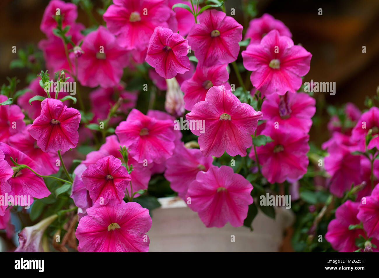 Beautiful petunia flowers close up Stock Photo - Alamy