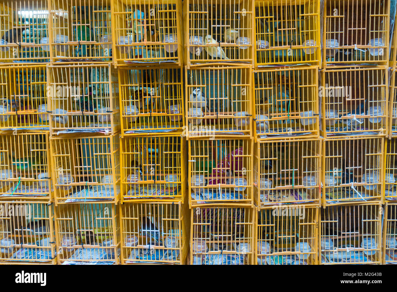 Hong Kong birds market Stock Photo - Alamy