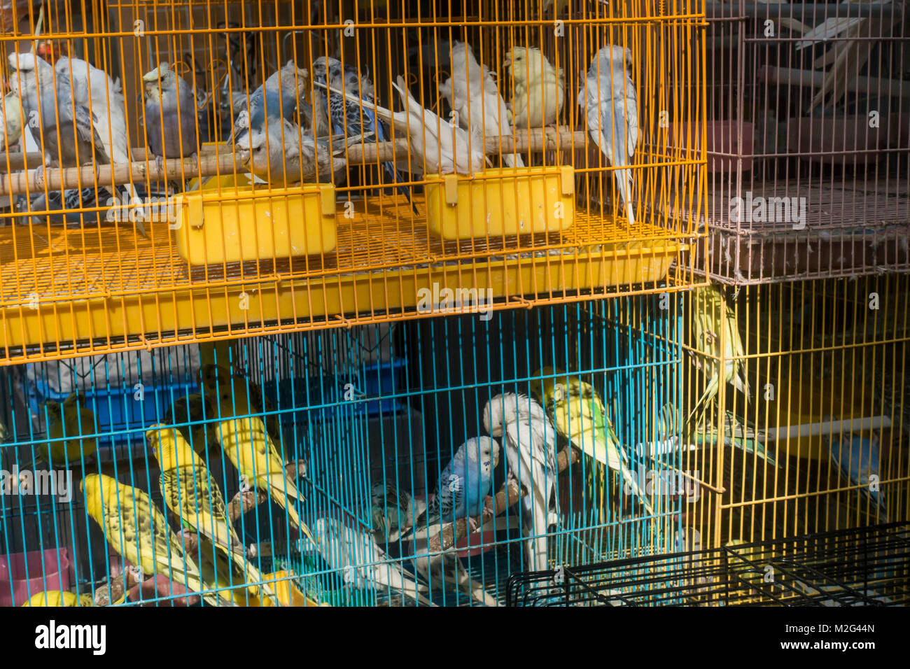Hong Kong birds market Stock Photo - Alamy