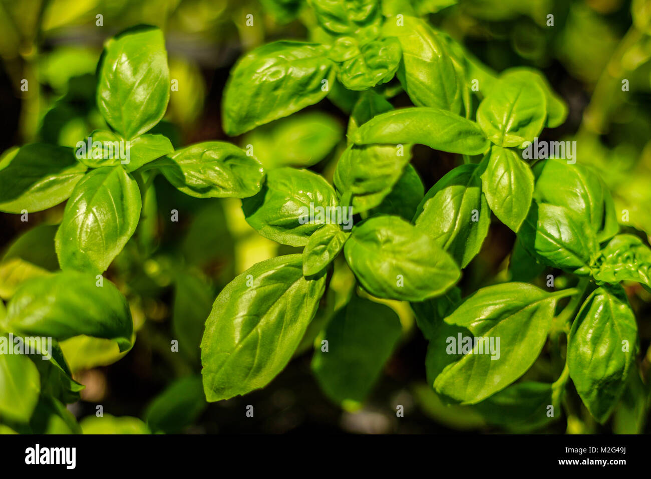 Growing basil plants, top view. Gardening concept Stock Photo - Alamy