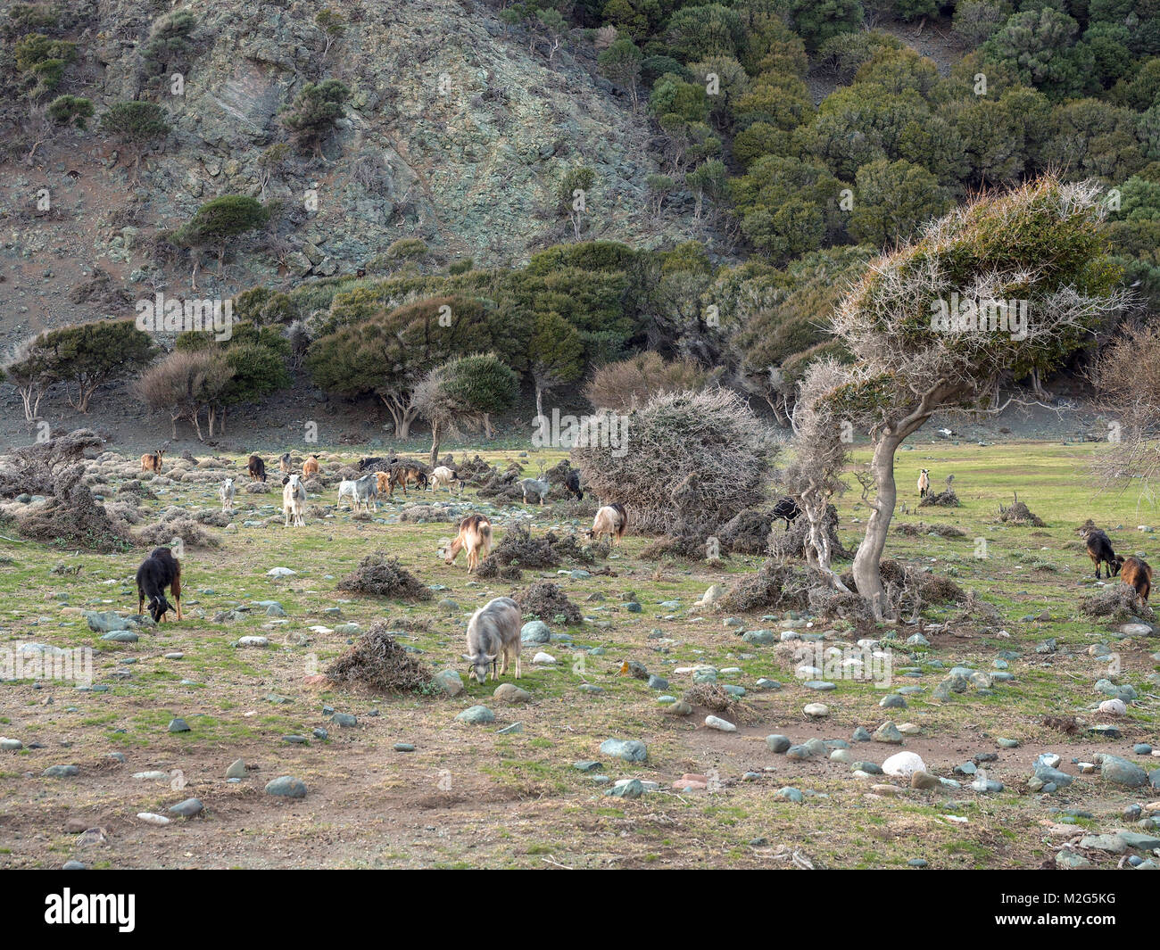 Goats Grazing Stock Photos & Goats Grazing Stock Images - Alamy