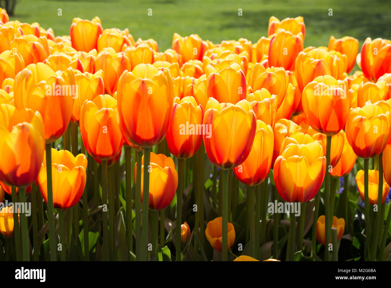 Orange color Tulips Bloom in Spring in garden Stock Photo - Alamy