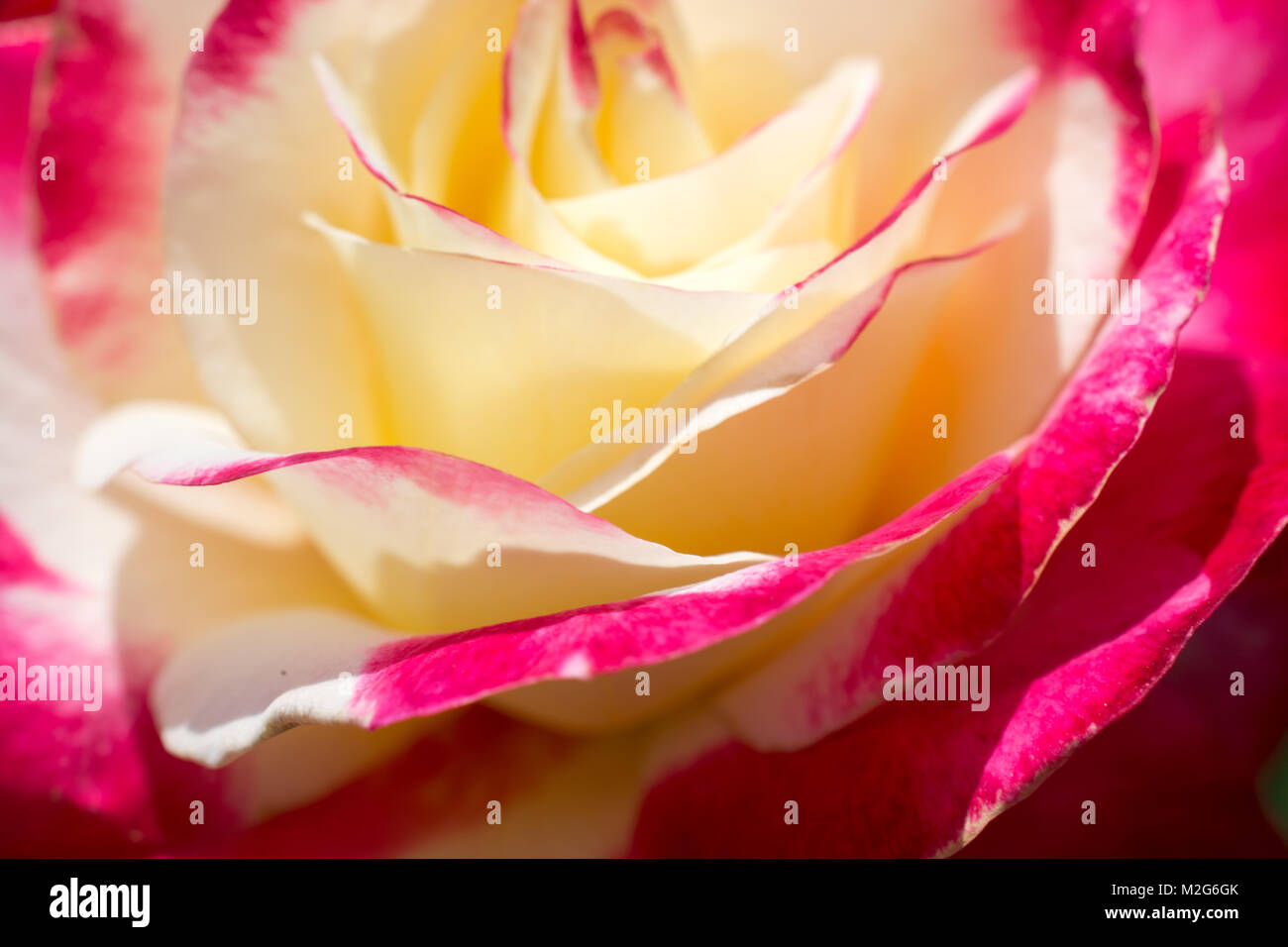 Beautiful fresh roses in close up view Stock Photo - Alamy