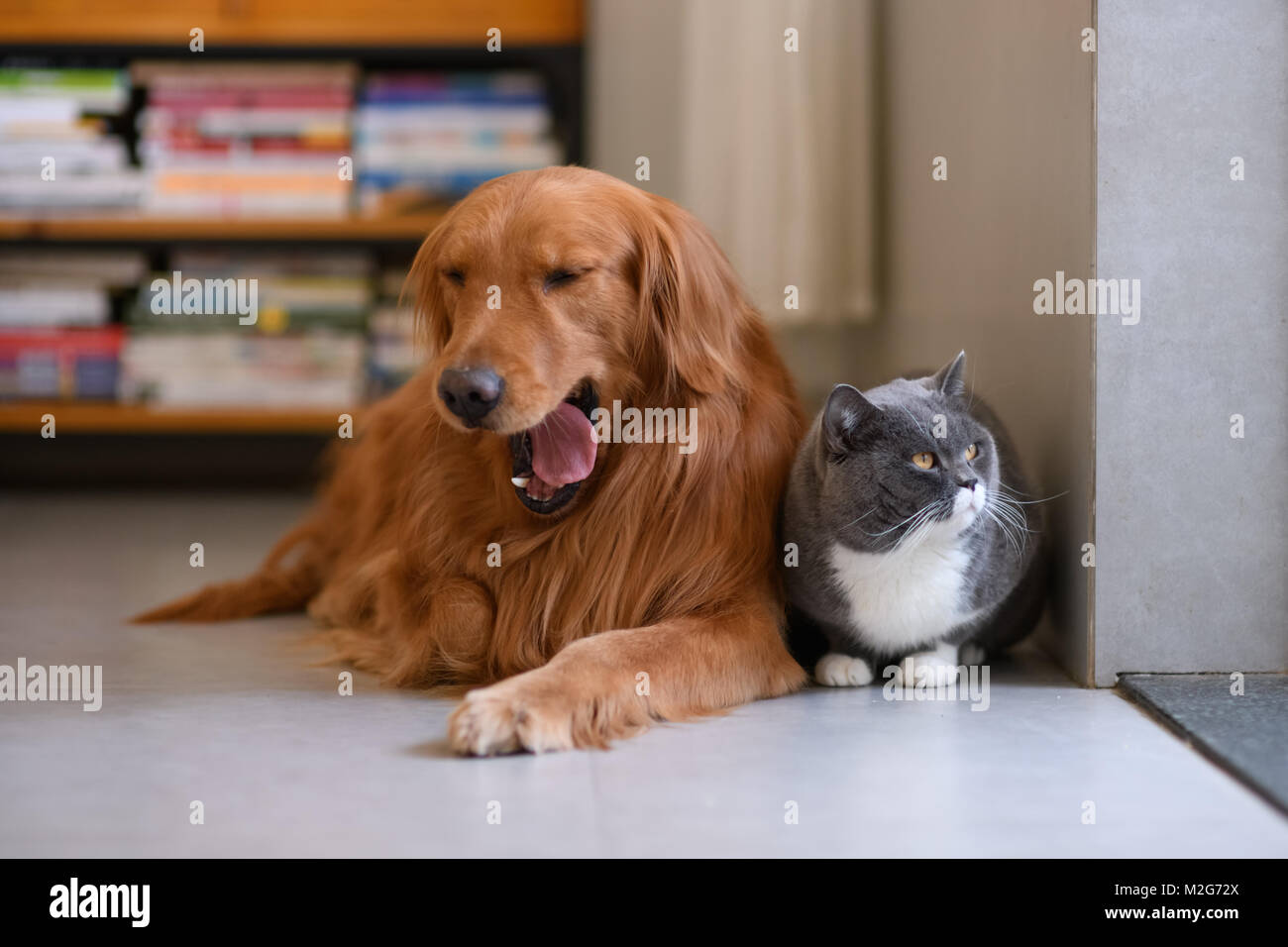 Golden Retriever and Cat Stock Photo - Alamy