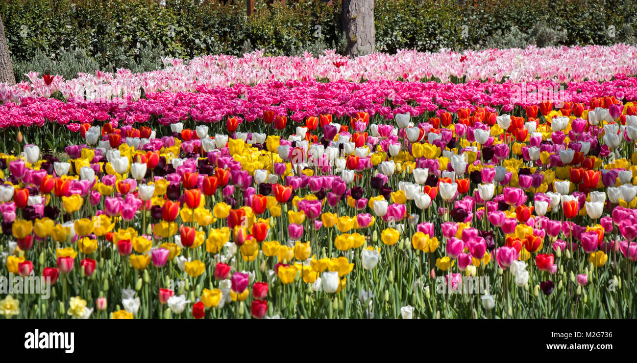 Various color tulip flowers bloom in spring the garden Stock Photo - Alamy
