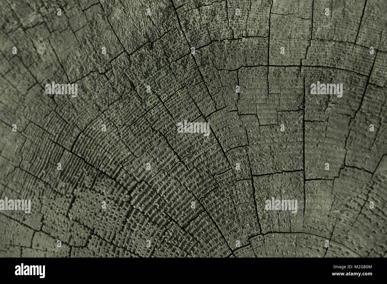 Cut tree stump surface as a background texture Stock Photo - Alamy