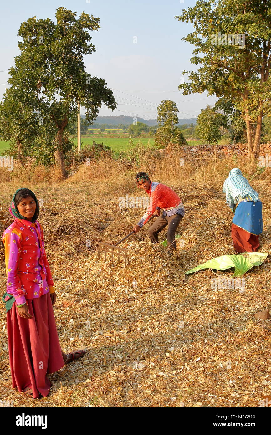 Harvesting rajasthan india hi-res stock photography and images - Alamy
