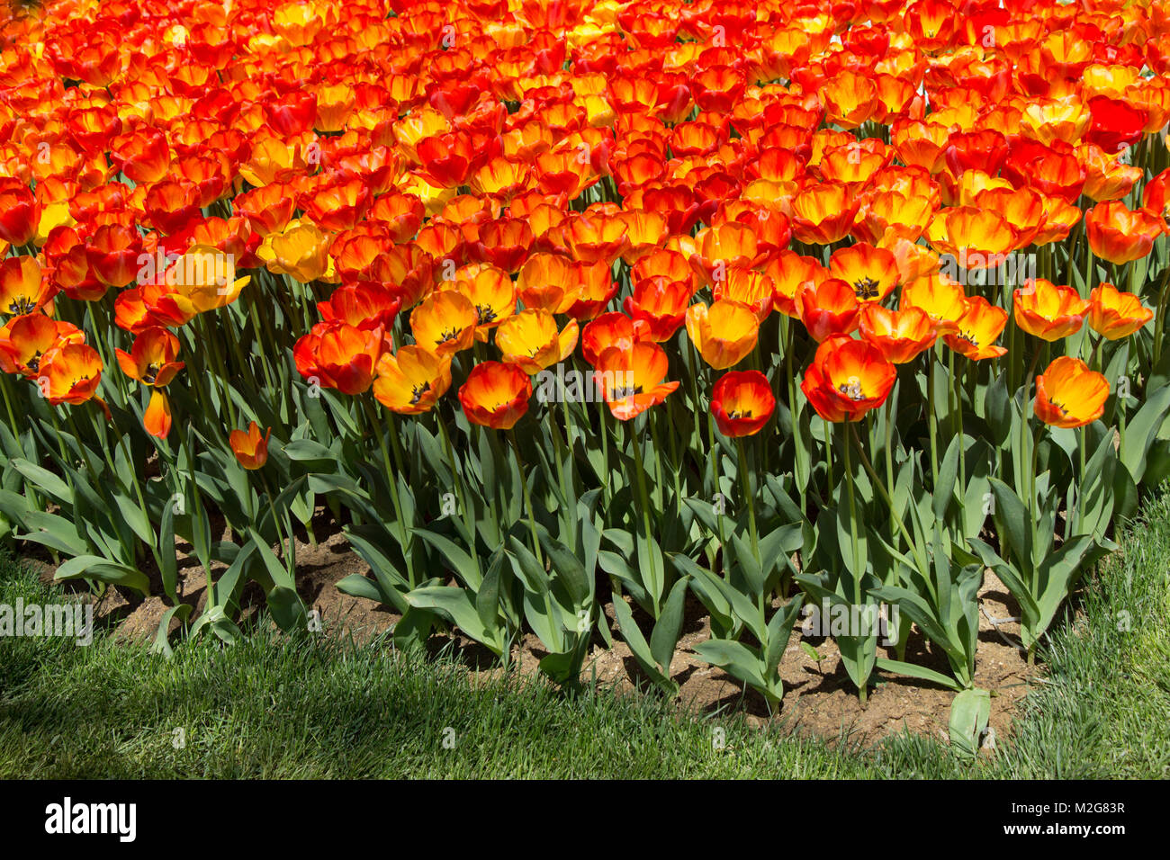 Orange color Tulips Bloom in Spring in garden Stock Photo - Alamy