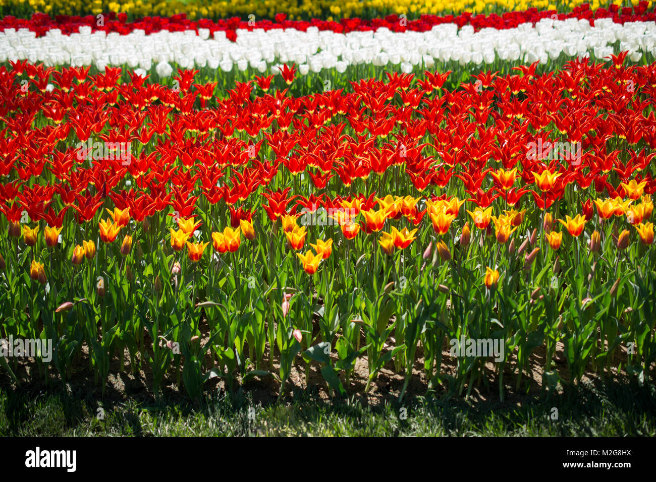 Red color Tulips Bloom in Spring in garden Stock Photo - Alamy