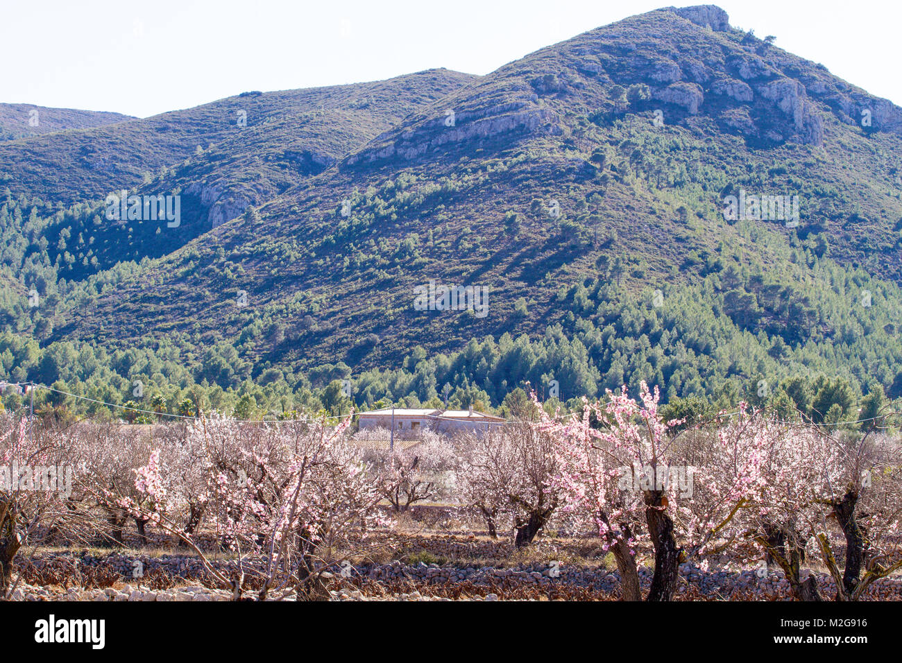 Beautiful blooming almond trees with flowers in Jalon village, Spain ...