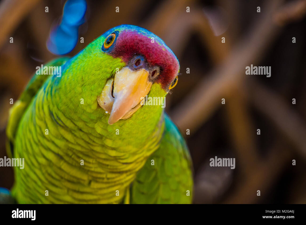 Cute parakeet hi-res stock photography and images - Alamy