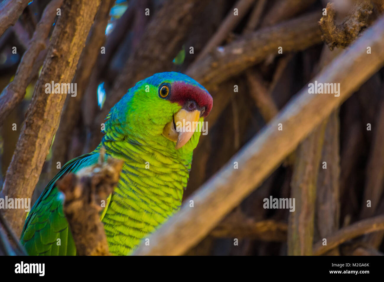 Cute and colorful parrot on a tree Stock Photo - Alamy