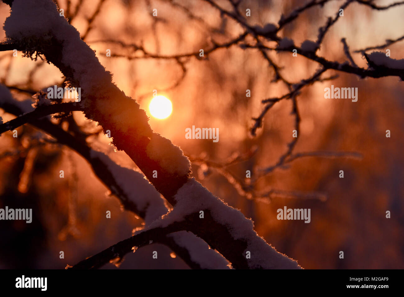Sun captured through snowy branches Stock Photo - Alamy