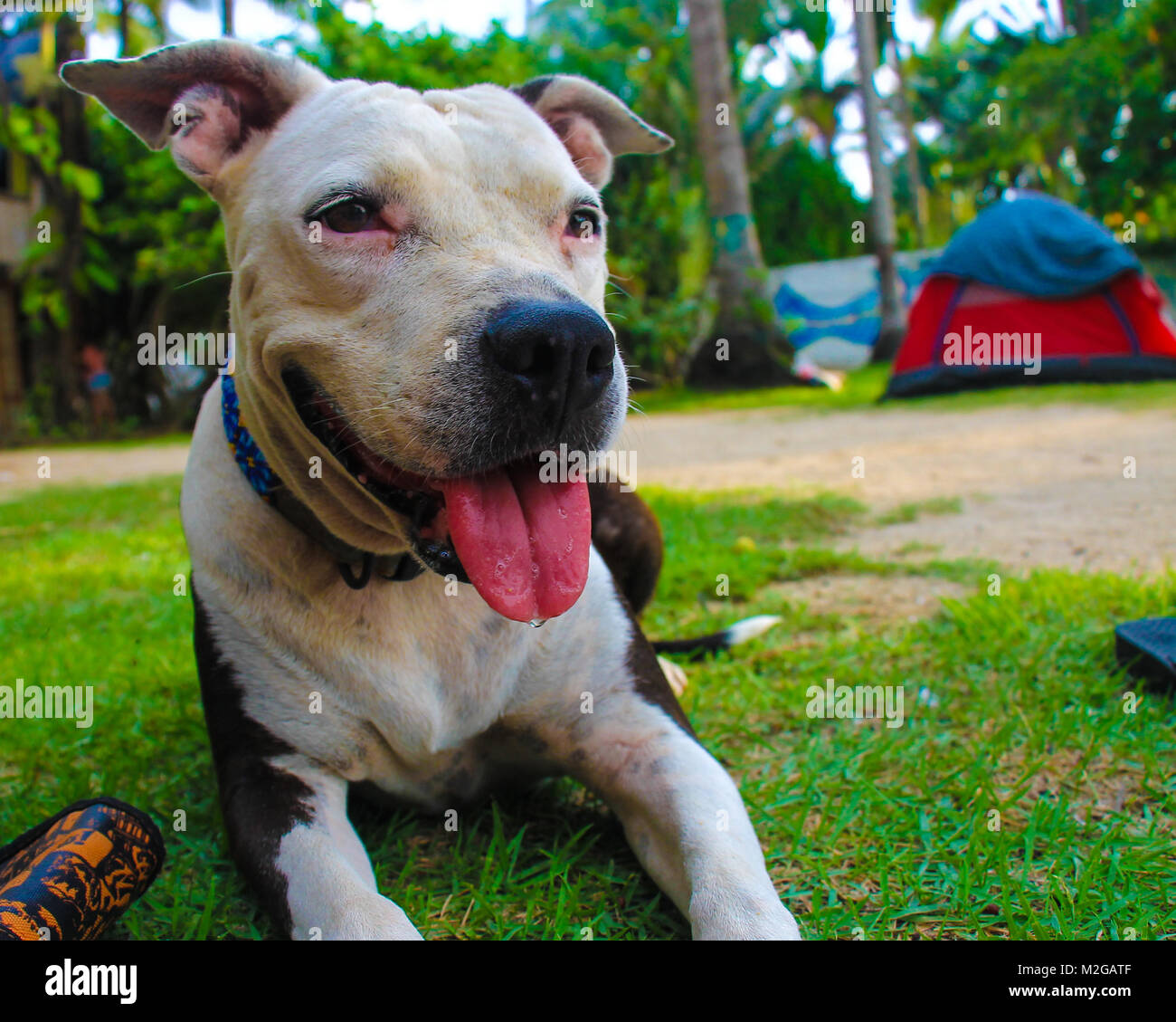 Closeup of cute pit bull dog on the beach, with green palm trees ...