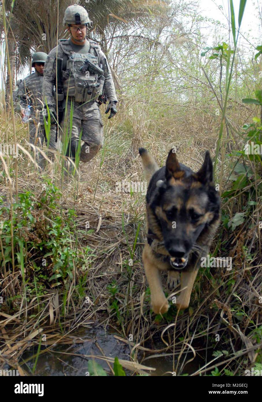 Military working dog by 1st Armored Division and Fort Bliss Stock Photo ...