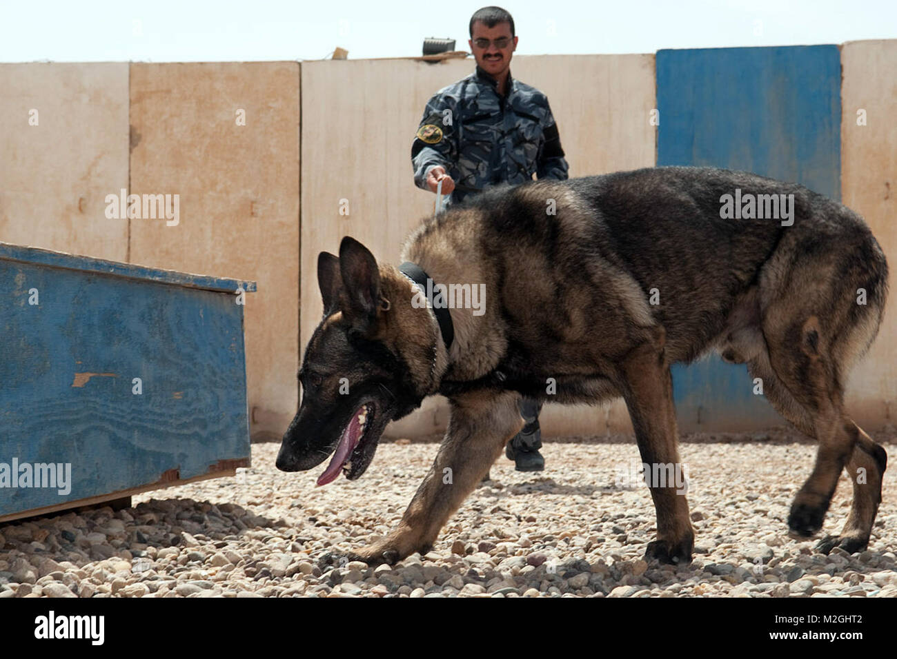 RAMADI, Iraq – Marco, a bomb-sniffing German shepherd with the Iraqi ...