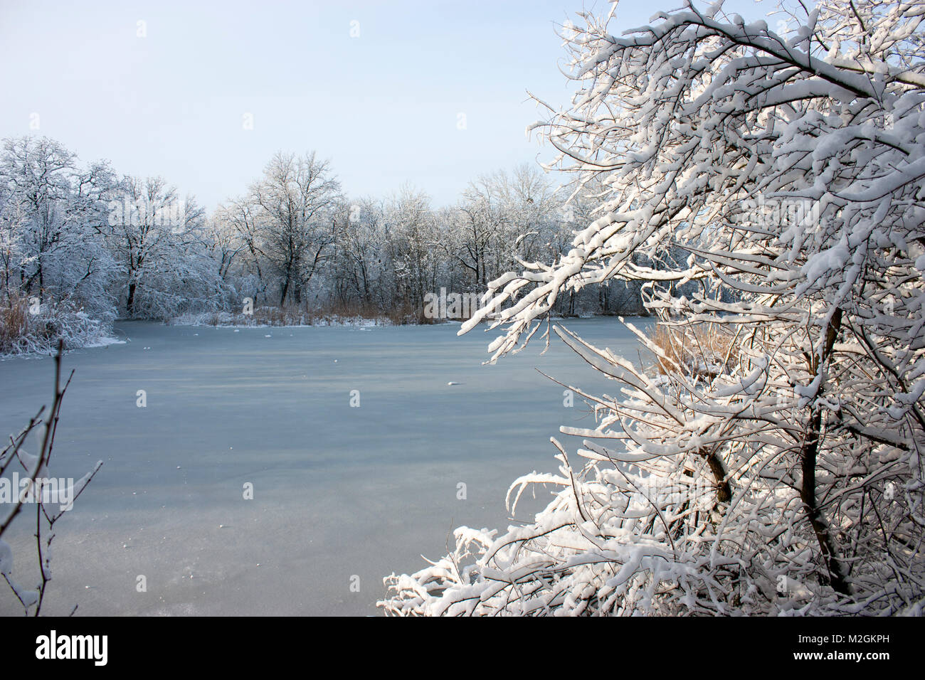 Branch in ice of river with snow in forest hi-res stock photography and ...