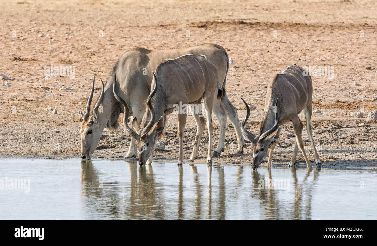 Eland at a watering hole in Namibian savanna Stock Photo - Alamy