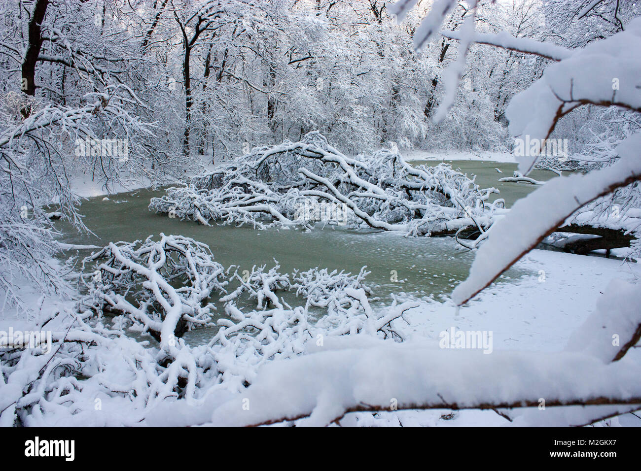 Winter swamp, the tree fell into the water and froze. A lot of snow ...