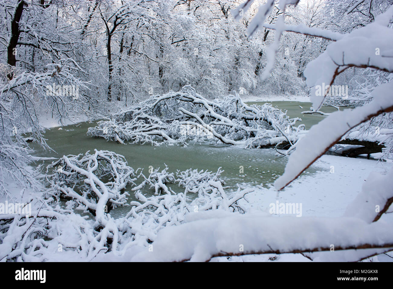 Winter swamp, the tree fell into the water and froze. A lot of snow ...
