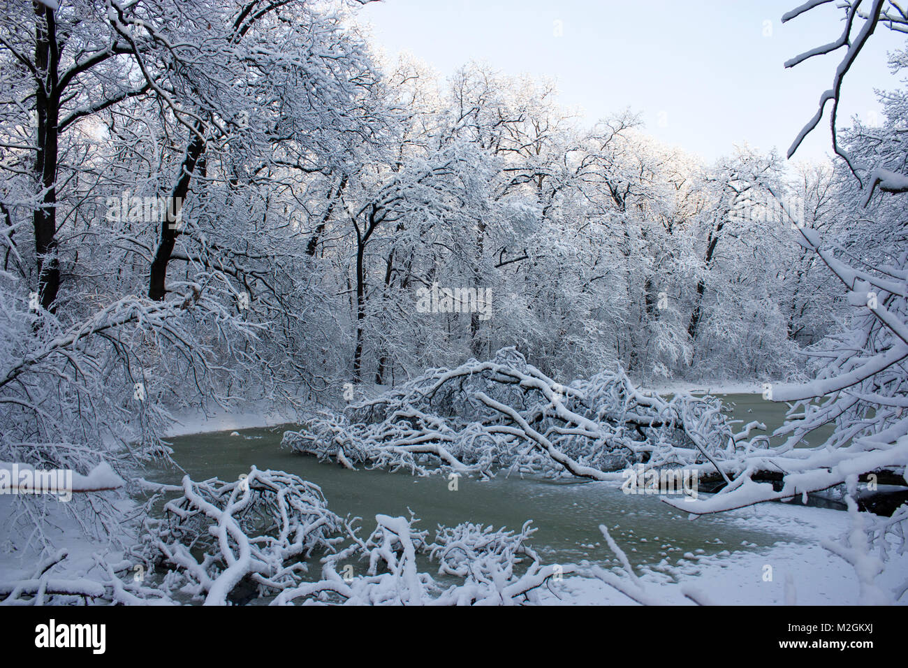 Winter swamp, the tree fell into the water and froze. A lot of snow ...