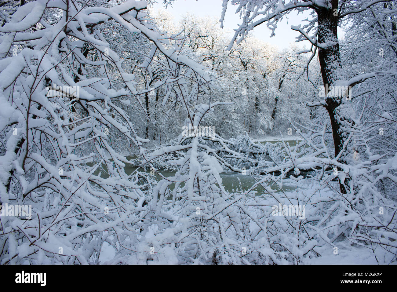 Winter swamp, the tree fell into the water and froze. A lot of snow ...