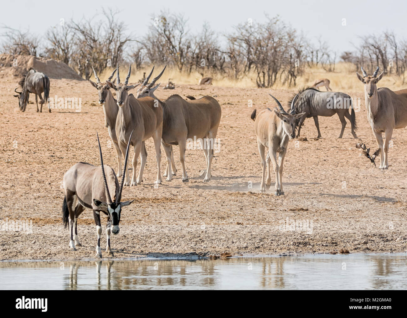 Eland at a watering hole in Namibian savanna Stock Photo - Alamy