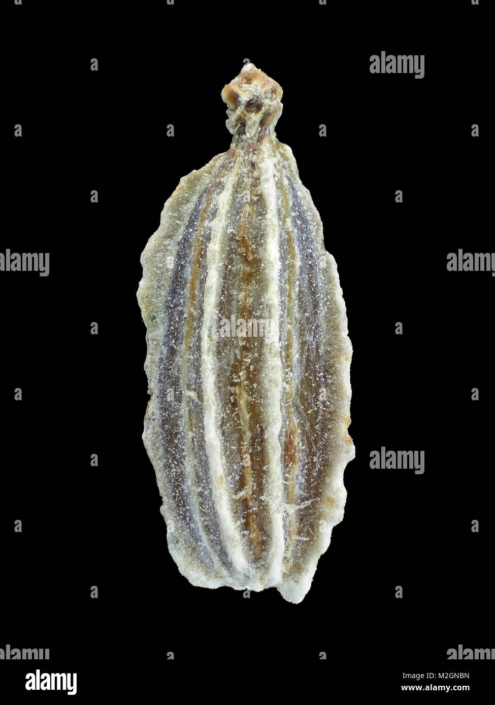 Under microscope hi-res stock photography and images - Alamy