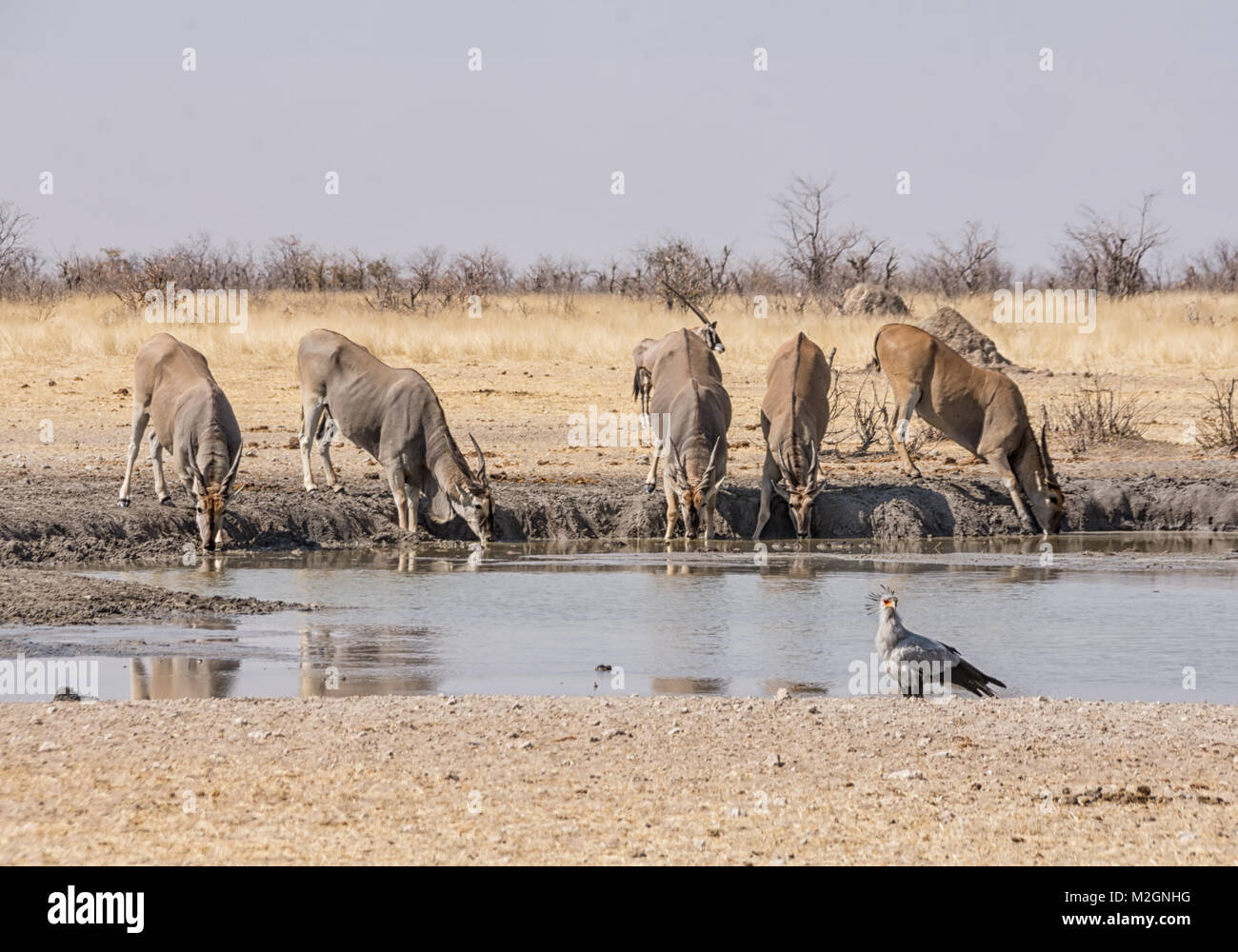 Eland at a watering hole in Namibian savanna Stock Photo - Alamy