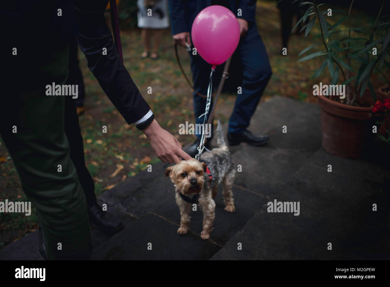 Party animals. Dogs with pink balloons, being the life of the party ...