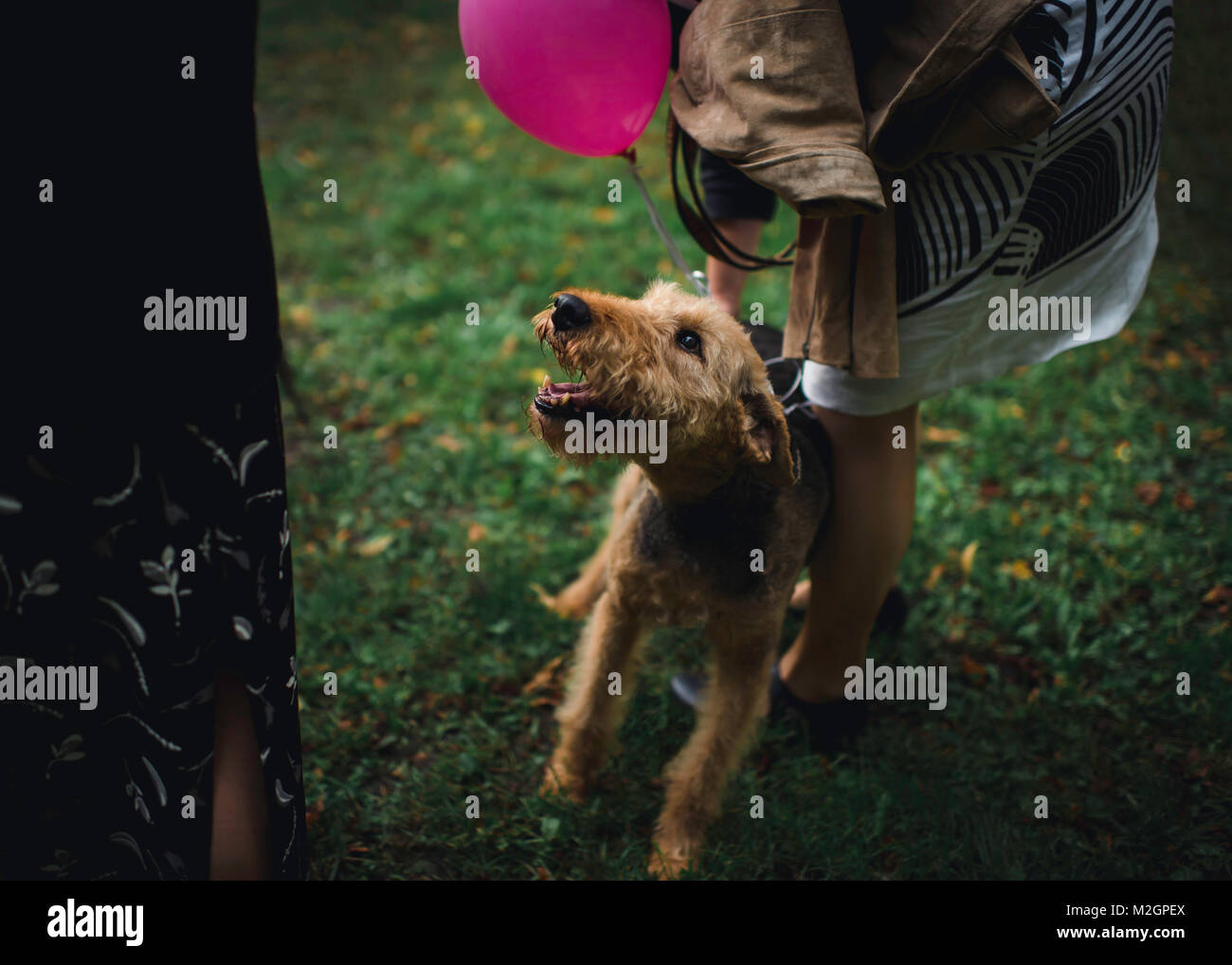 Funny dogs pink hi-res stock photography and images - Alamy