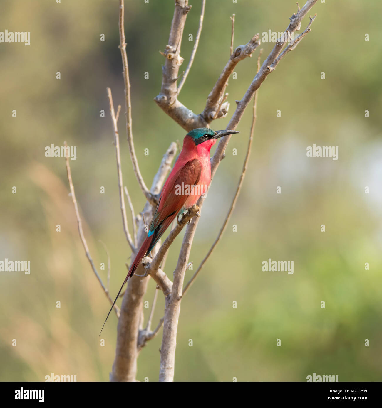 A Southern Carmine Bee-eater perched in a treee in Namibian savanna ...