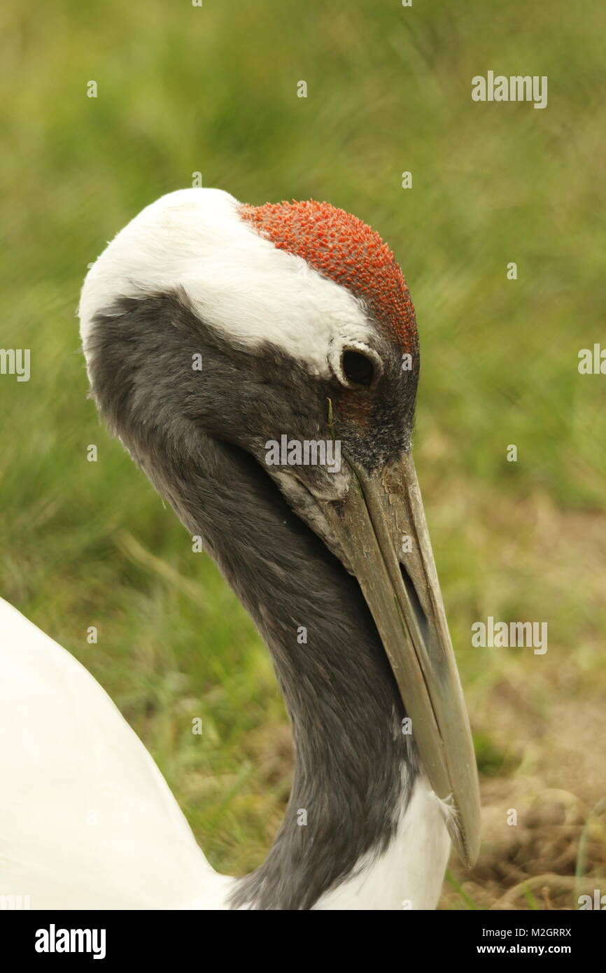 Close up of a common crane bird Stock Photo - Alamy