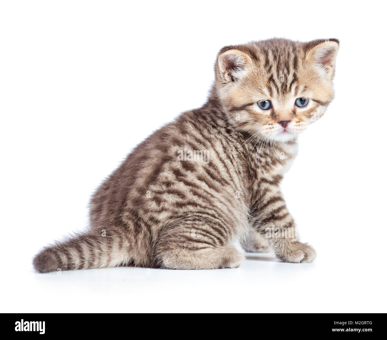 Sitting kitten cat isolated and looking directly to camera Stock Photo ...