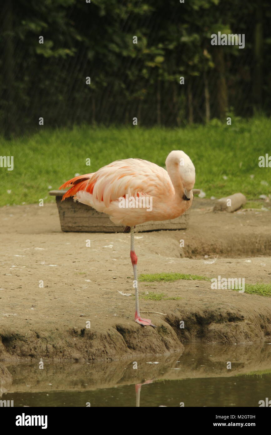 Flamingo beautiful pink birds Stock Photo - Alamy