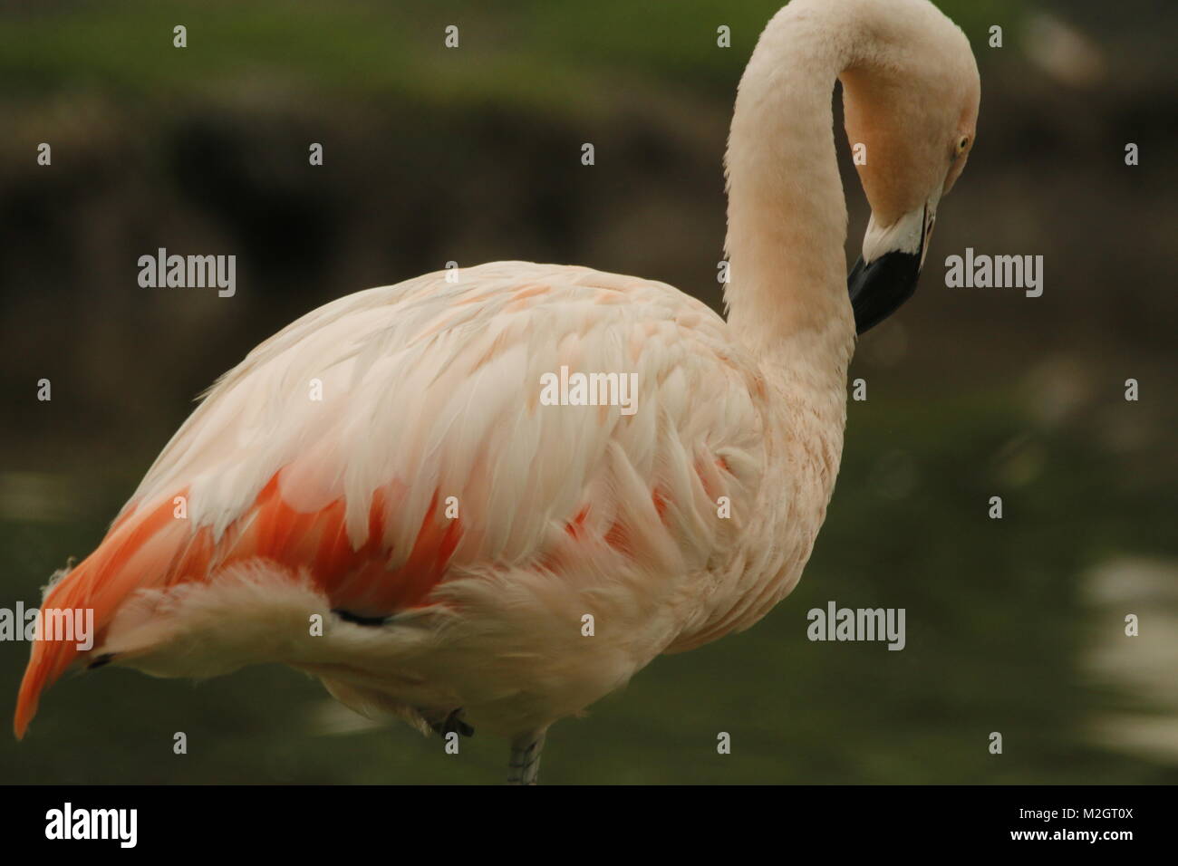 Flamingo beautiful pink birds Stock Photo - Alamy