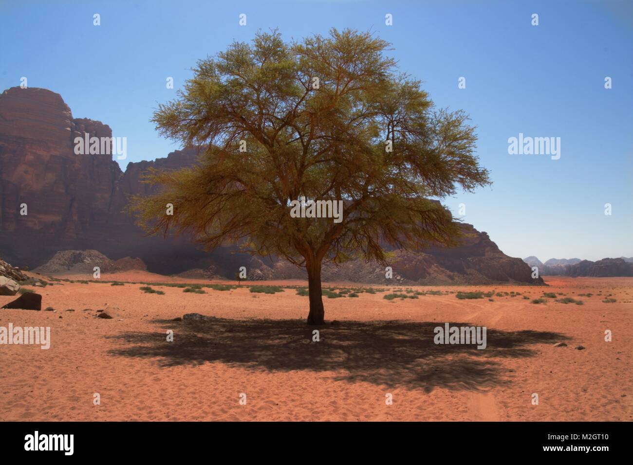 tree with green shoots in the middle of the desert of Wadi Rum, Jordan ...