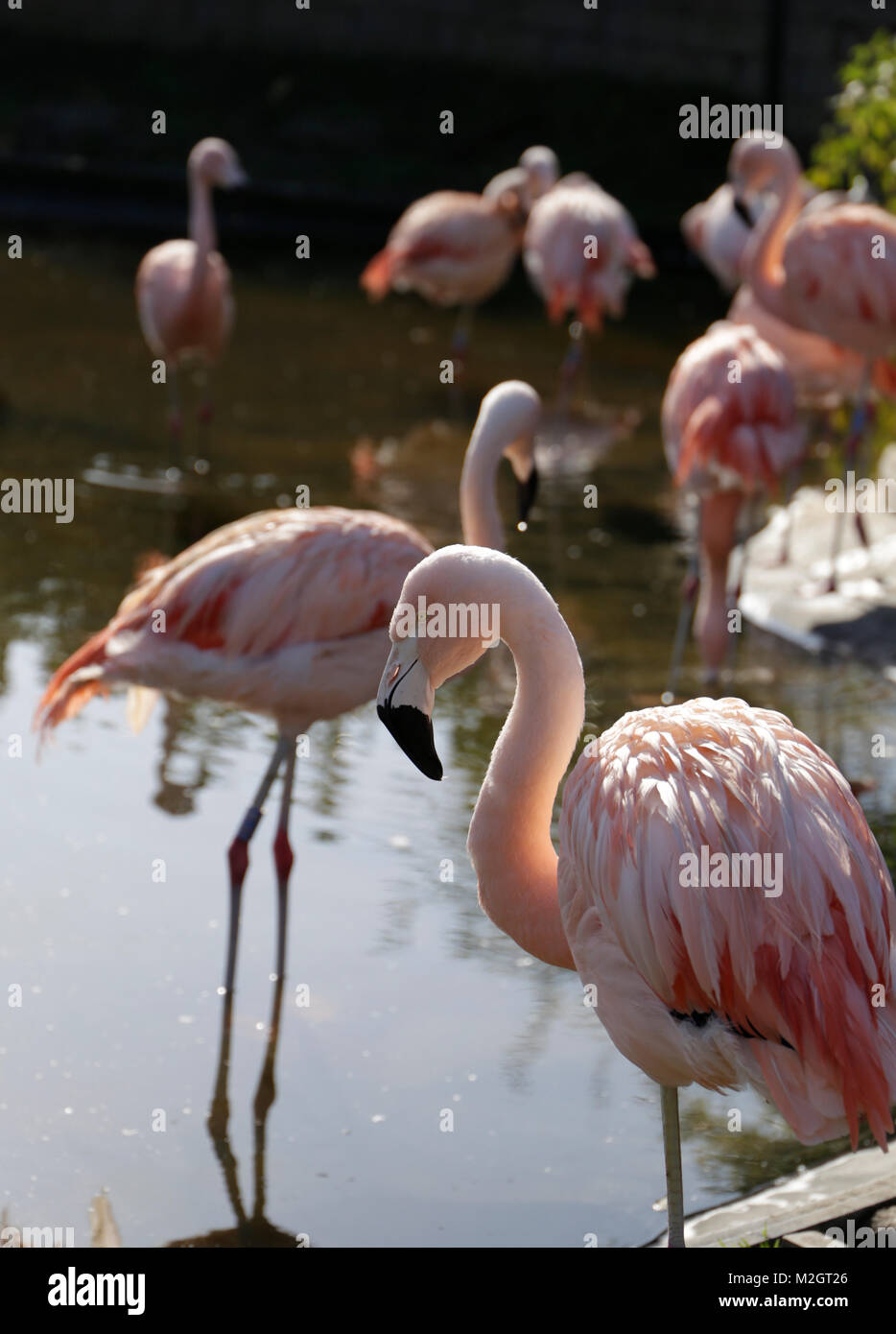 Flamingo beautiful pink birds Stock Photo - Alamy