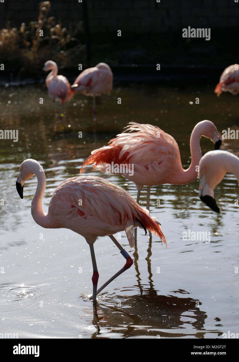 Flamingo beautiful pink birds Stock Photo - Alamy