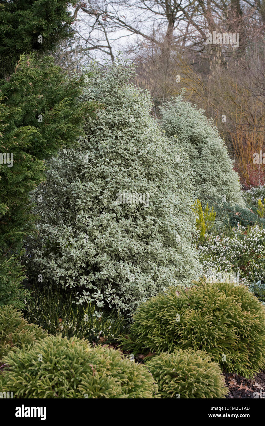 Pittosporum tenuifolium ‘Variegatum’. Kohuhu bush at RHS Wisley gardens ...