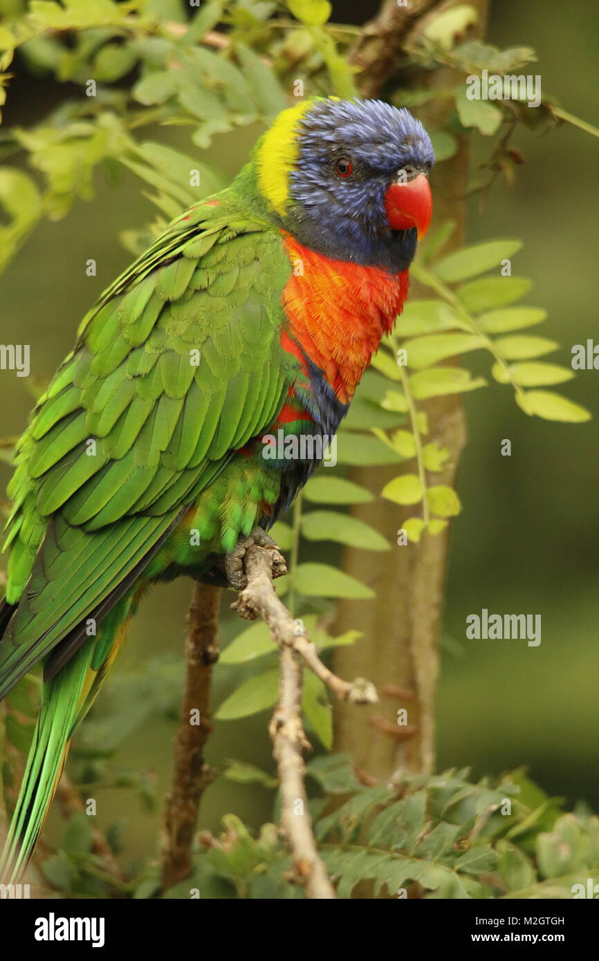 Australian rainbow lorikeets photo hi-res stock photography and images ...