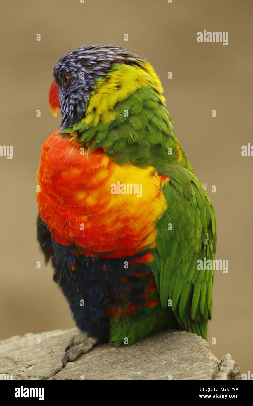 Australian rainbow lorikeets photo hi-res stock photography and images ...