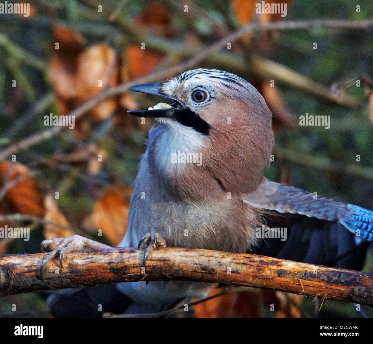 Eurasian jay with peanuts hi-res stock photography and images - Alamy