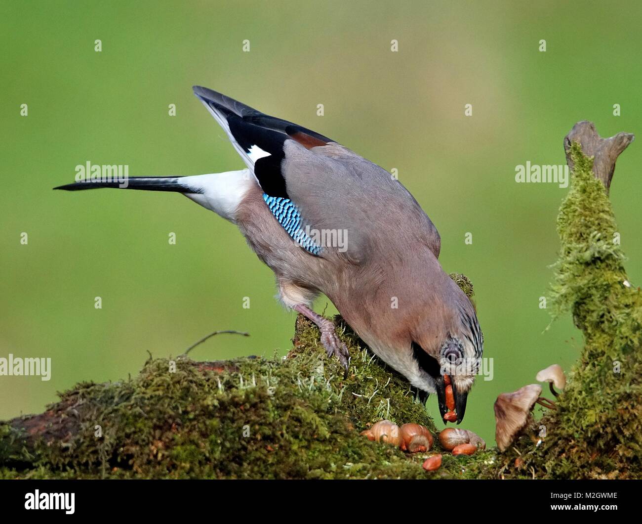 Scottish birds hi-res stock photography and images - Alamy
