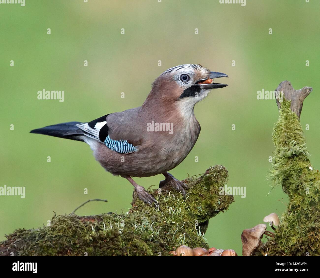 Scottish birds hi-res stock photography and images - Alamy