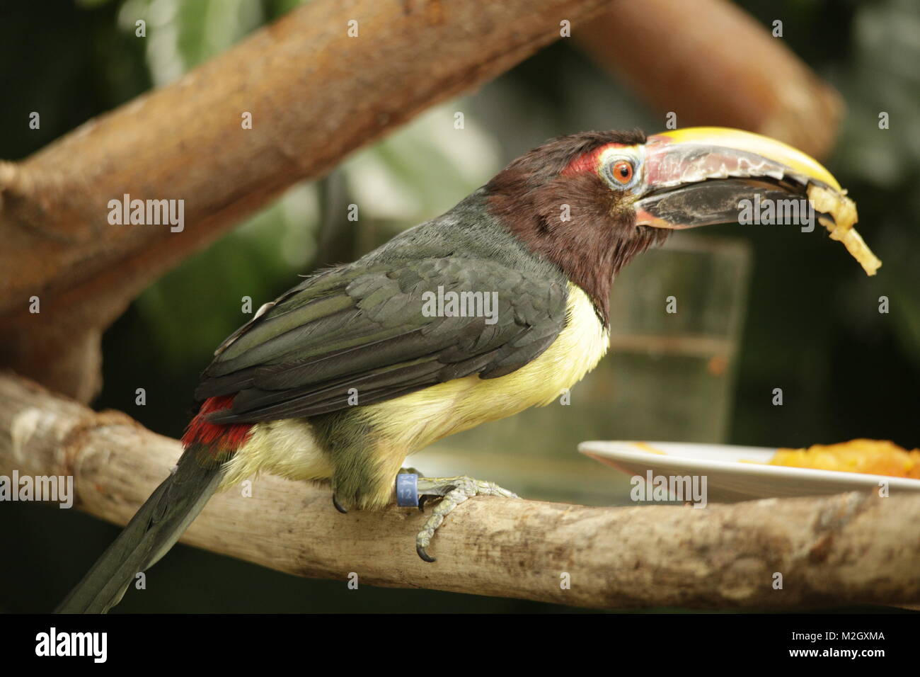 Green aracari, toucan big bird Stock Photo - Alamy