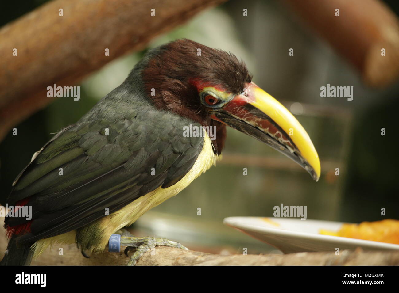 Green aracari, toucan big bird Stock Photo - Alamy