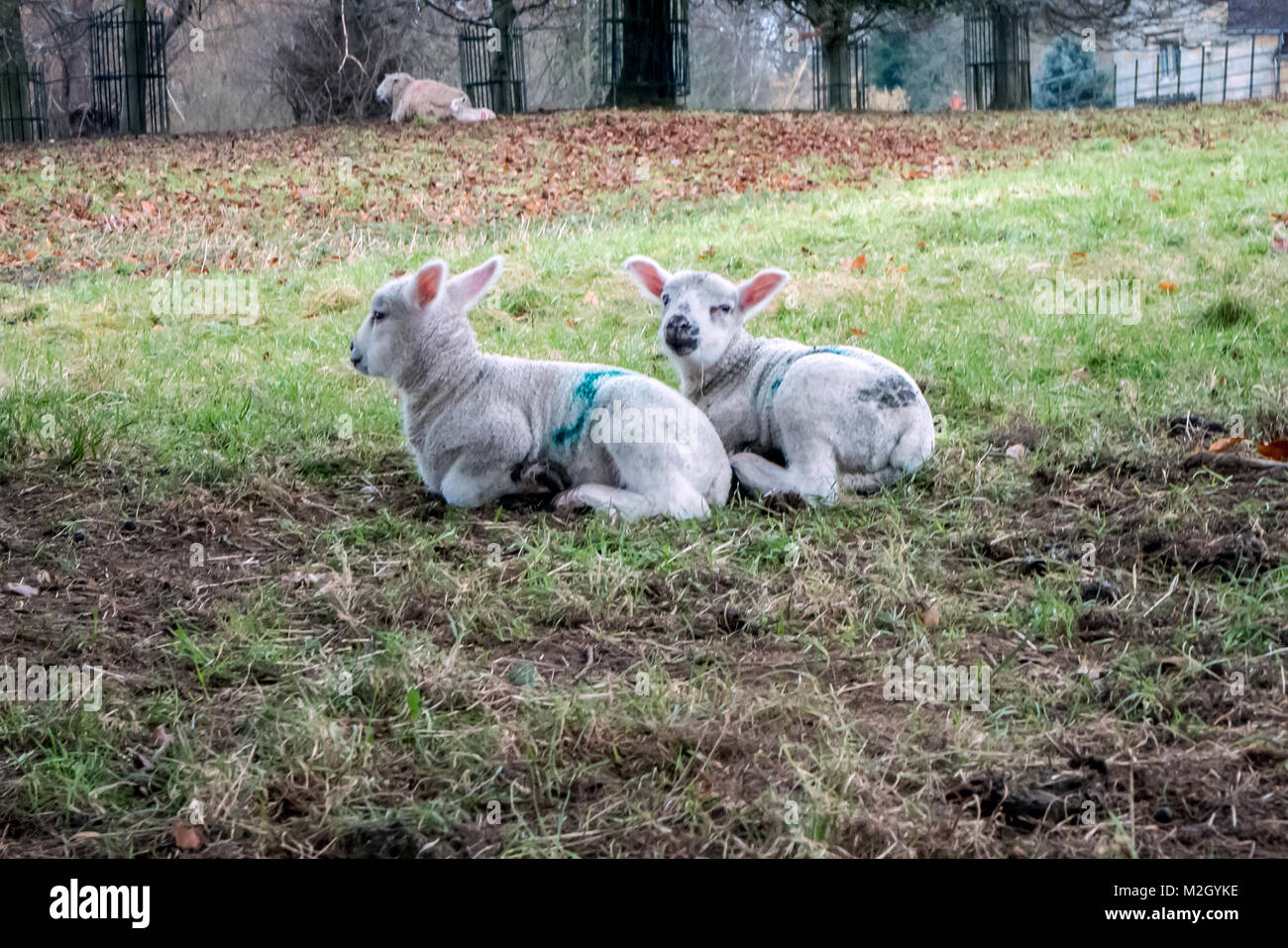 Penshurst church hi-res stock photography and images - Alamy