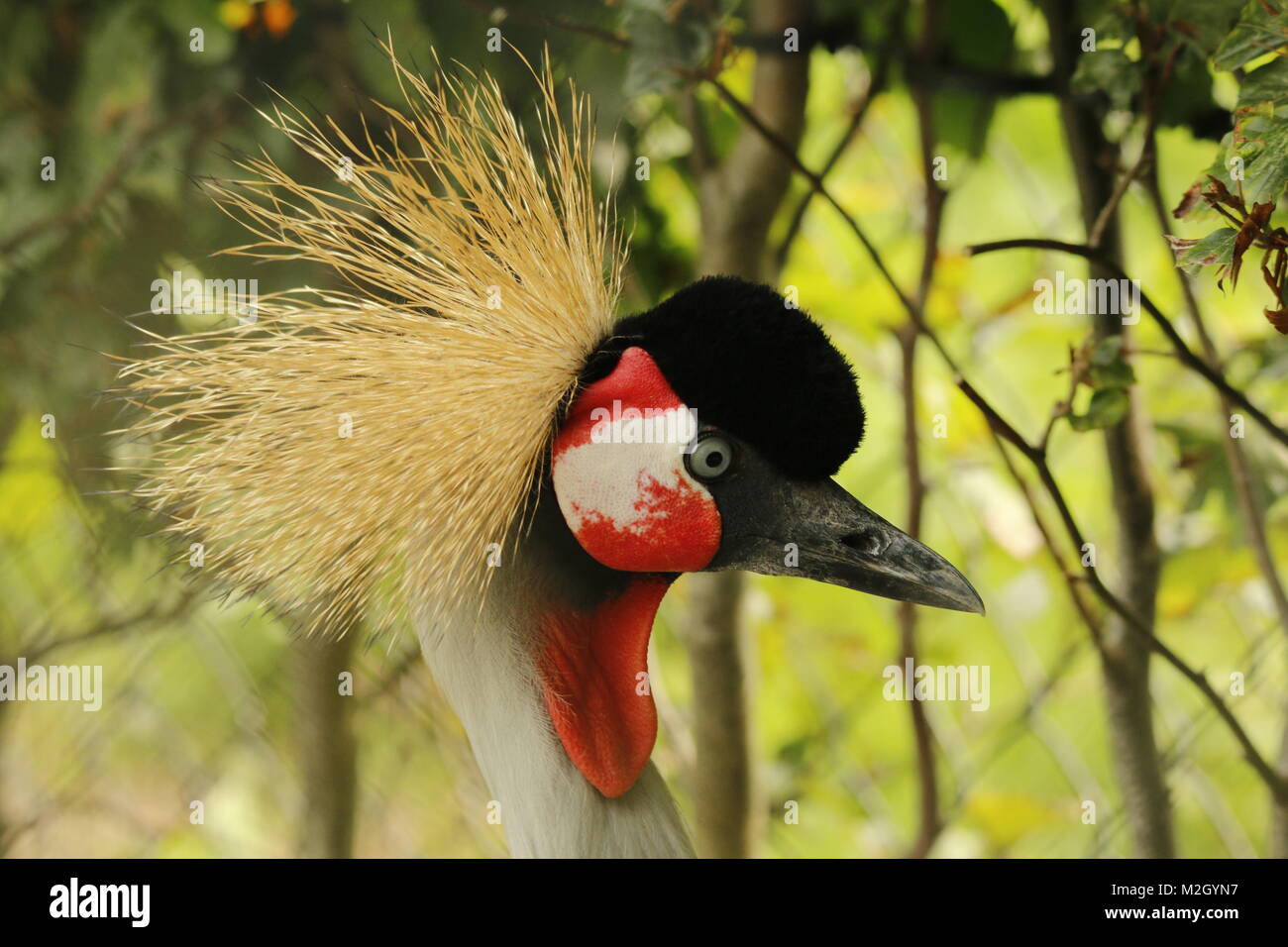 Grey crowned crane bird Stock Photo - Alamy