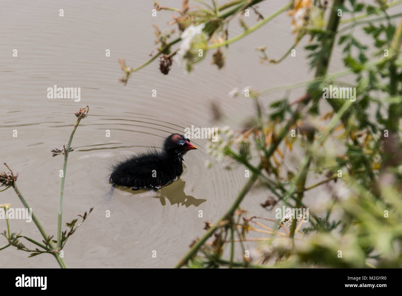 A common moorhen chick (Gallinula chloropus) swimming in the Kennet ...